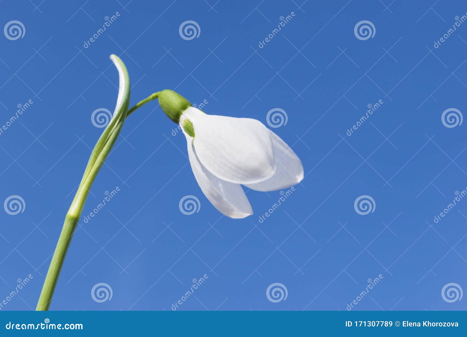 Snowdrop Against the Blue Sky. the First Spring Flower. the Beginning ...