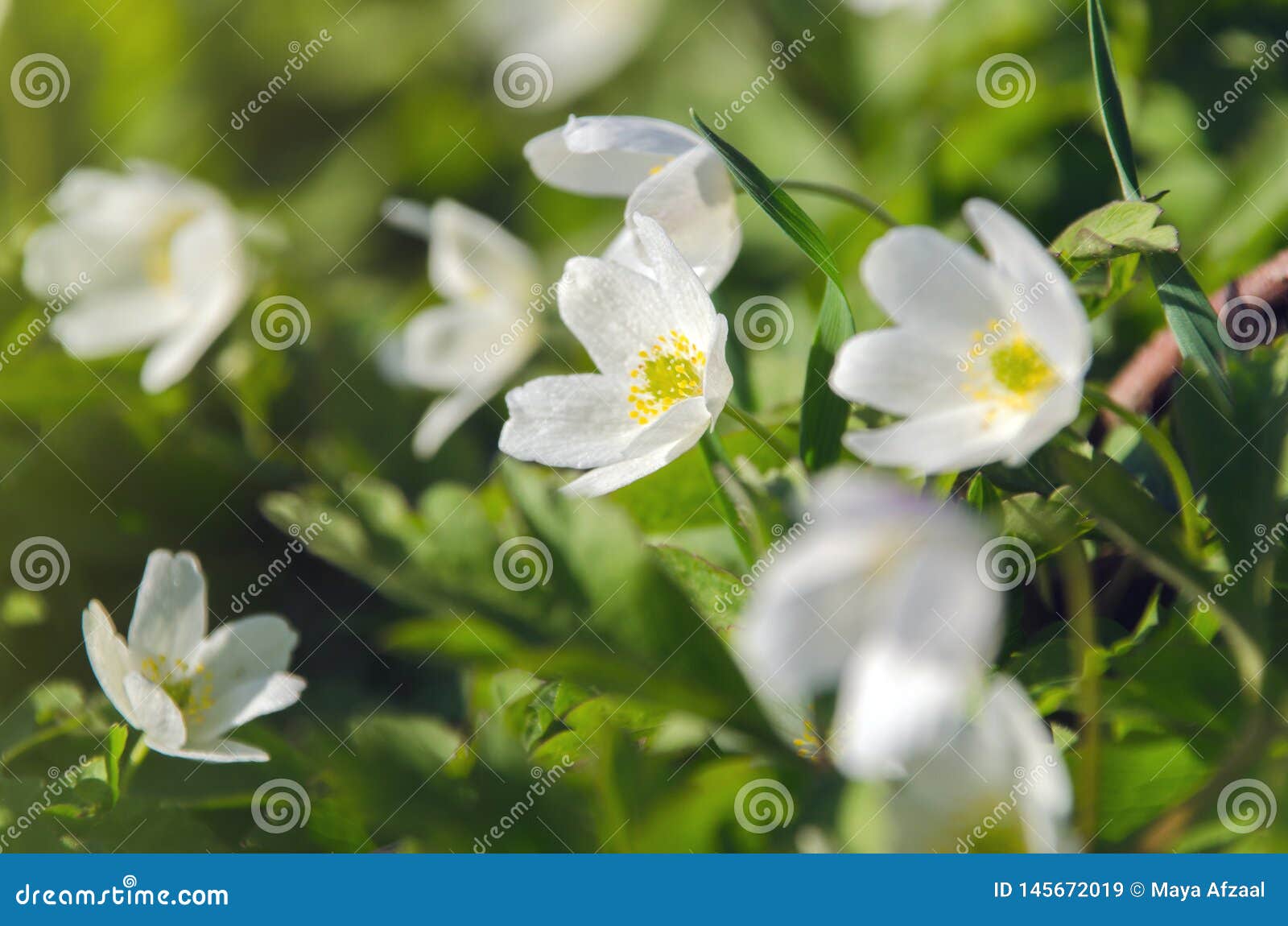 Snowdrop - Anemone Anemone Sylvestris - in Spring Season Stock Image ...