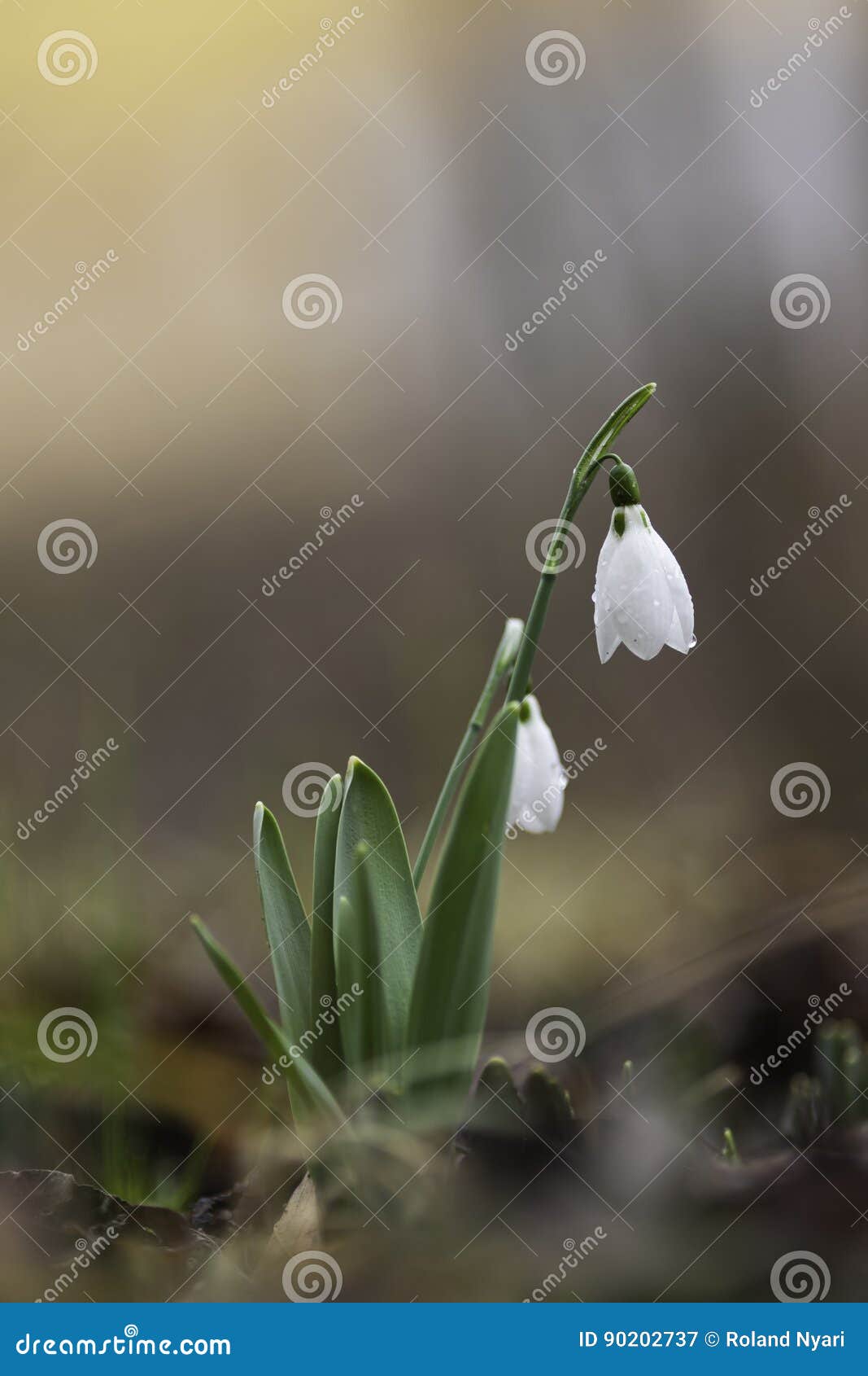 Snowdrop stock image. Image of nature, color, pastel - 90202737