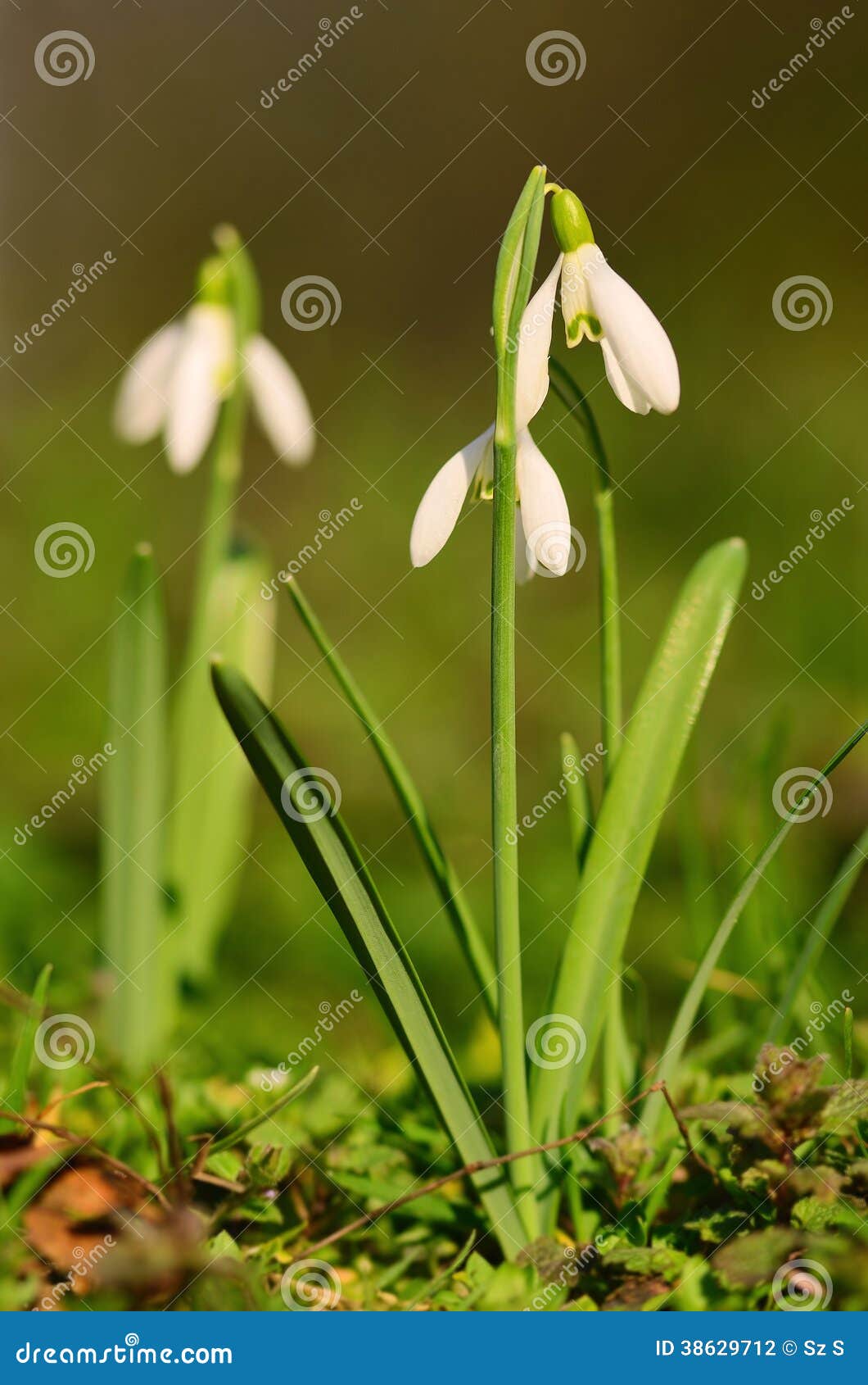 Snowdrop Bloom in Early Spring Stock Photo - Image of mood, blossom ...