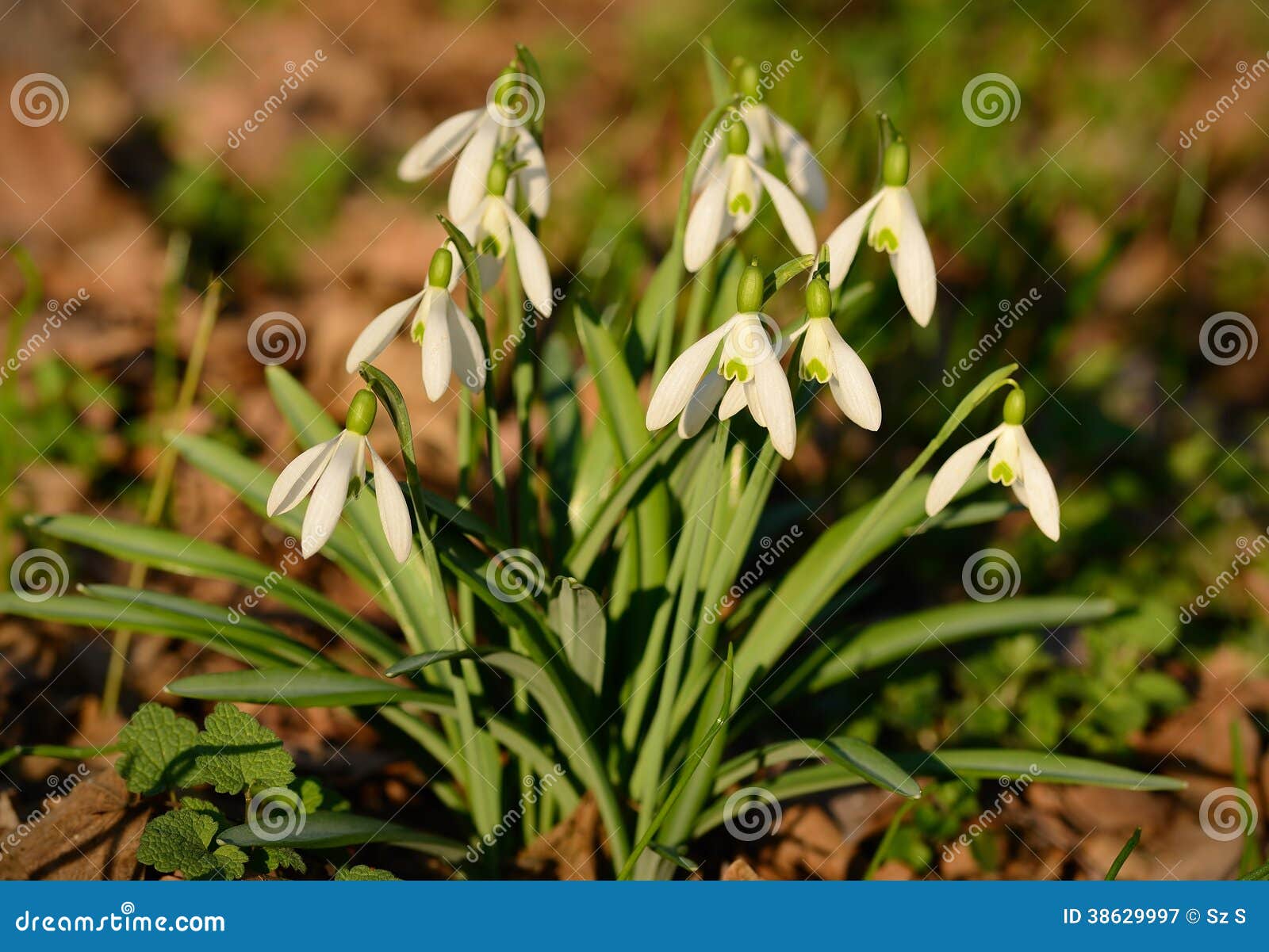 Snowdrop bloom garden stock image. Image of flora, flower - 38629997