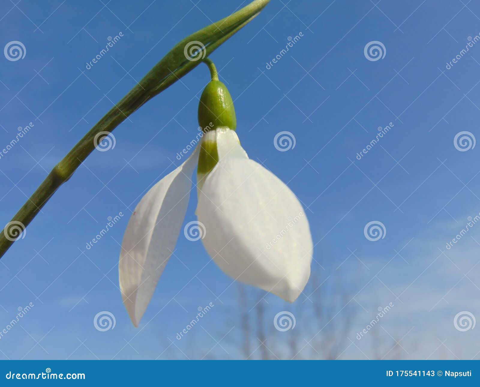 Snowdrop in springtime stock image. Image of leaf, nature - 175541143