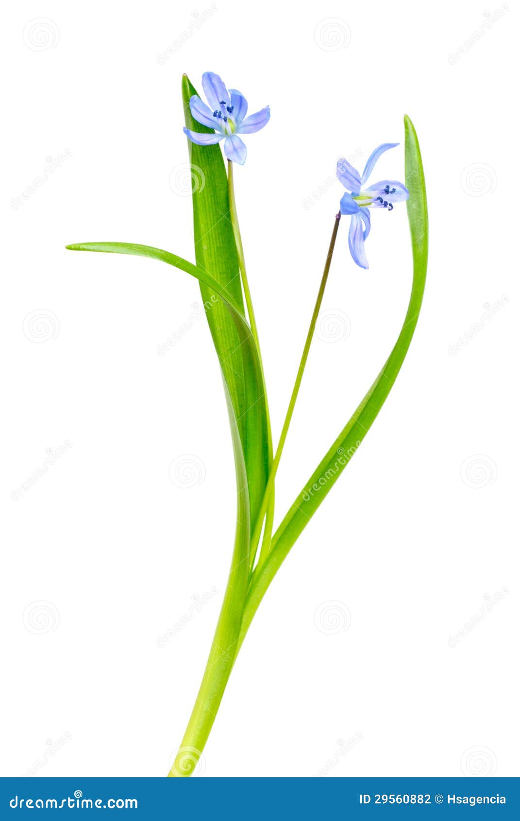 Snowdrop Blue Isolated on a White Background Stock Photo - Image of ...
