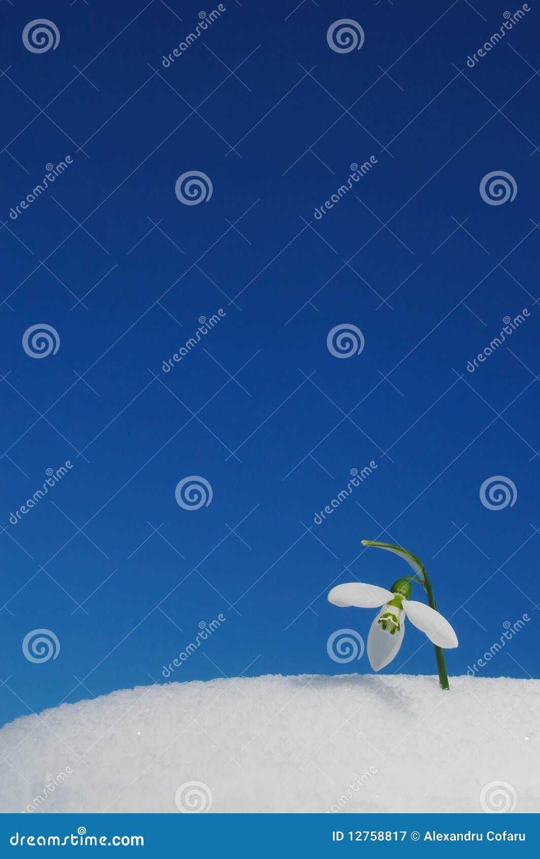 Snowdrop and blue sky stock image. Image of green, beauty - 12758817
