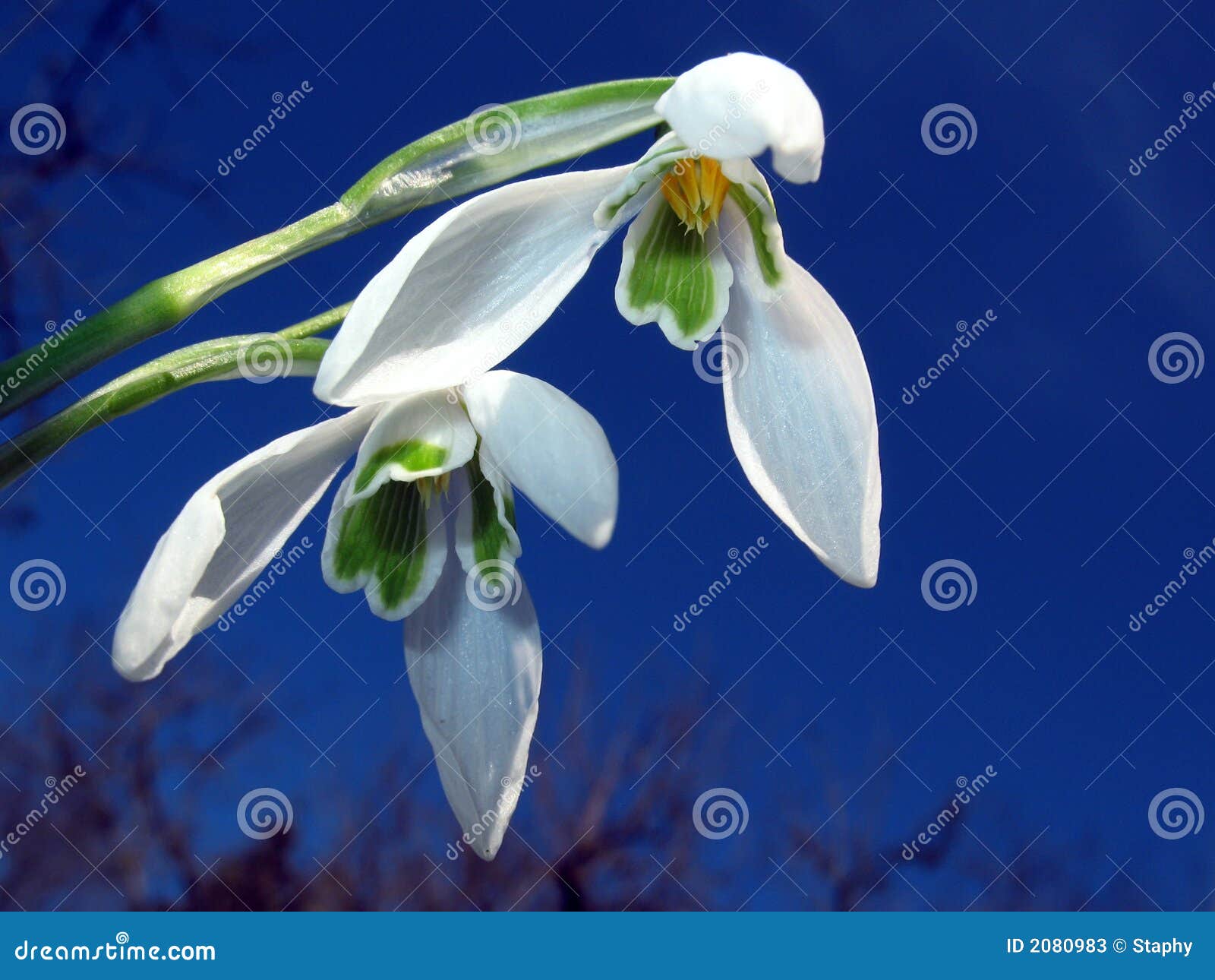 Snowdrop with blue sky stock image. Image of petals, nivalis - 2080983