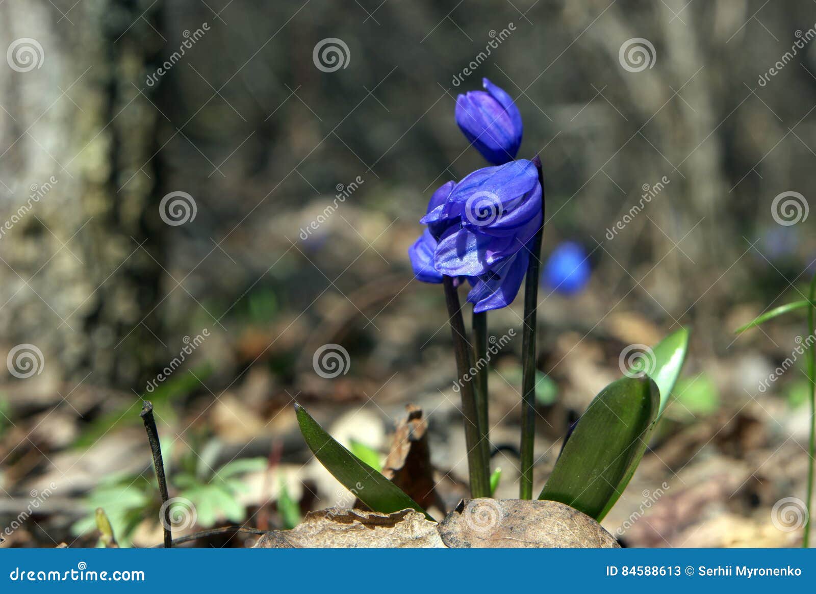 Snowdrop blue stock image. Image of bluebell, blue, season - 84588613