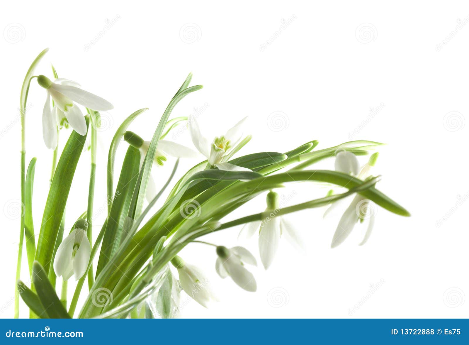 Snowdrop bouquet stock photo. Image of bouquet, color - 13722888
