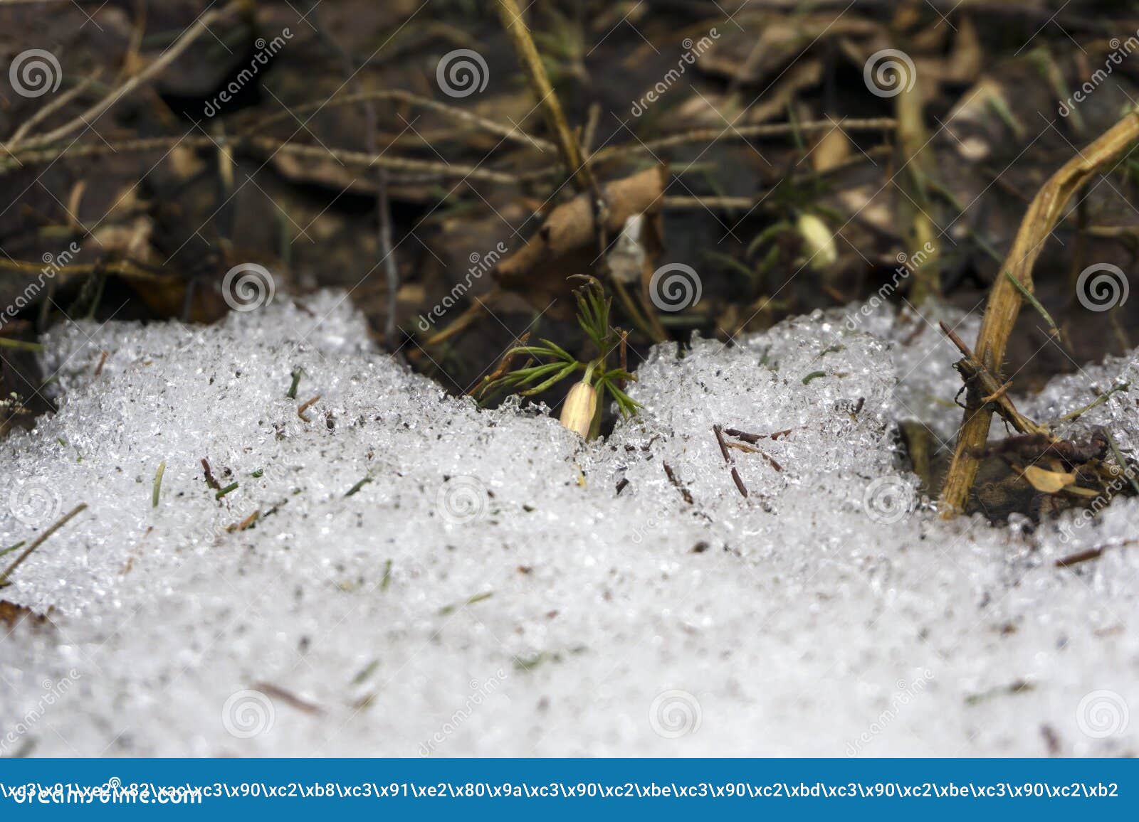 Snowdrop Bud Sprouts from Melting Snow Stock Image - Image of small ...