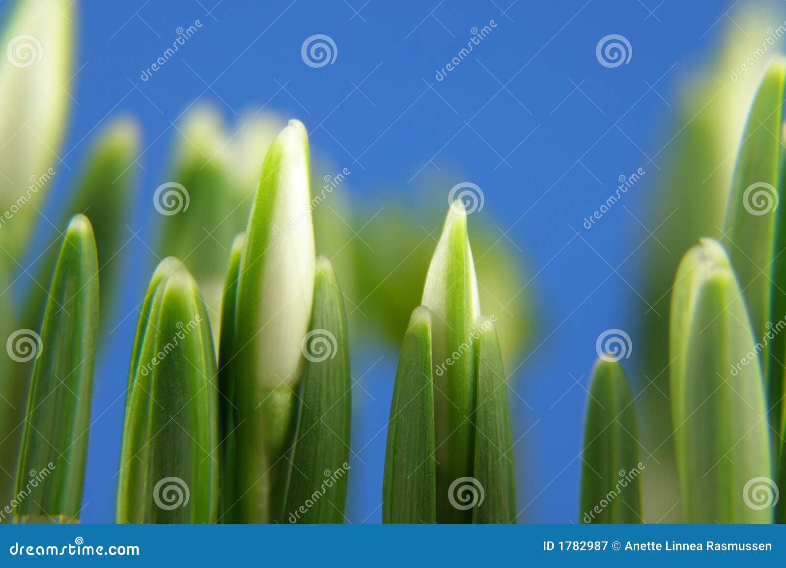 Snowdrop buds stock image. Image of botanical, white, season - 1782987