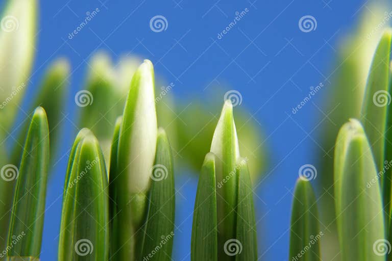 Snowdrop buds stock image. Image of botanical, white, season - 1782987