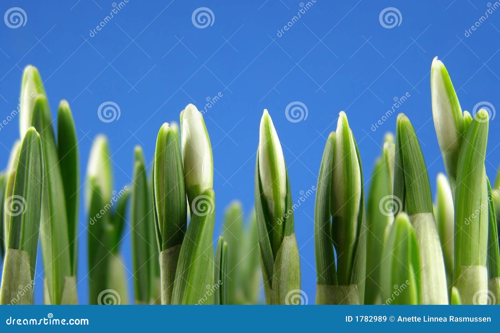 Snowdrop buds stock image. Image of nature, outdoor, flora - 1782989
