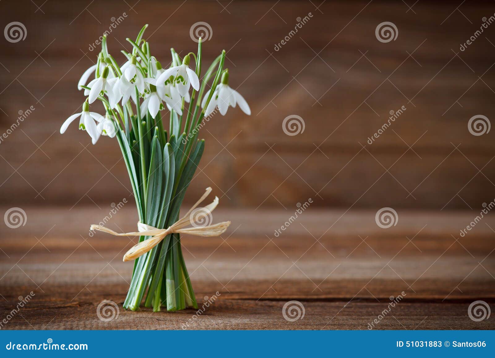 Snowdrop stock image. Image of detail, flora, seasonal - 51031883