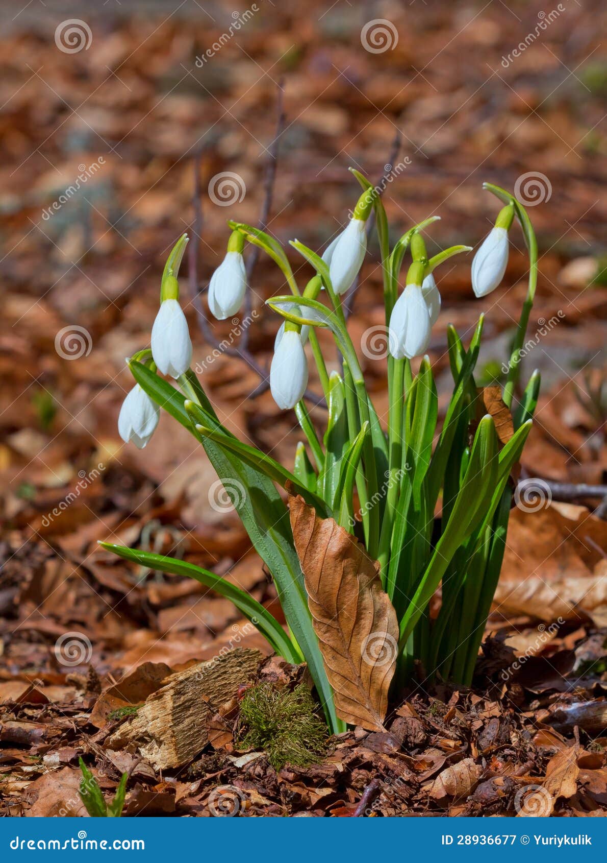 Snowdrop bush stock image. Image of nature, lush, falling - 28936677