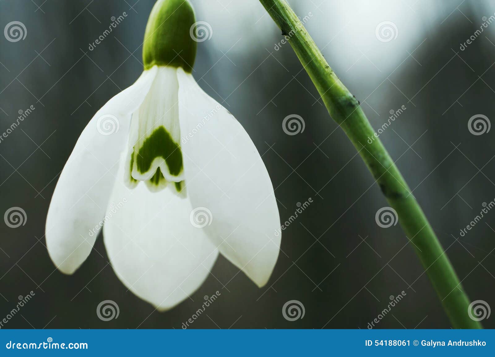 Snowdrop stock image. Image of botanic, light, environment - 54188061