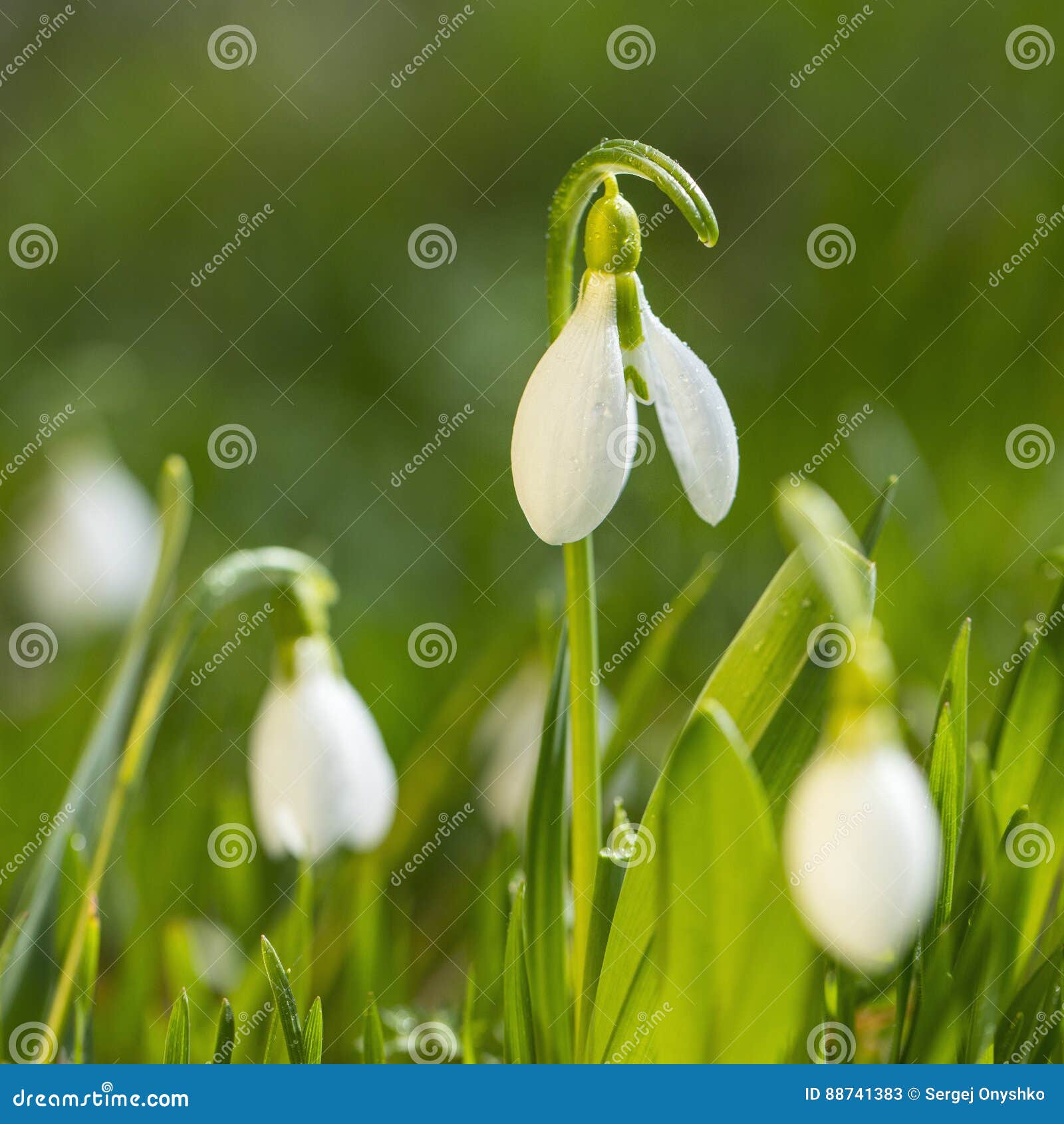 Snowdrop in Close Up View with Sun Rays Stock Image - Image of snowdrop ...
