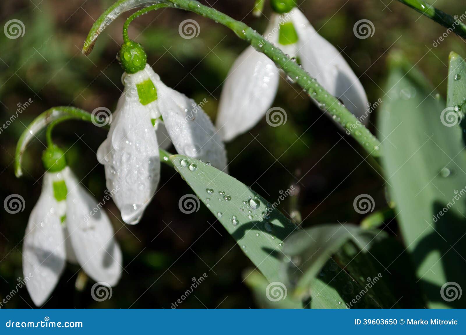 Snowdrop stock photo. Image of snowdrop, details, closeup - 39603650