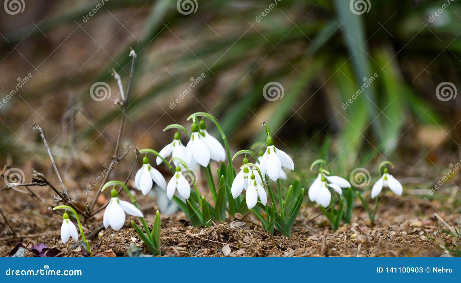 Snowdrop or Common Snowdrop Galanthus Nivalis Flowers Stock Image ...