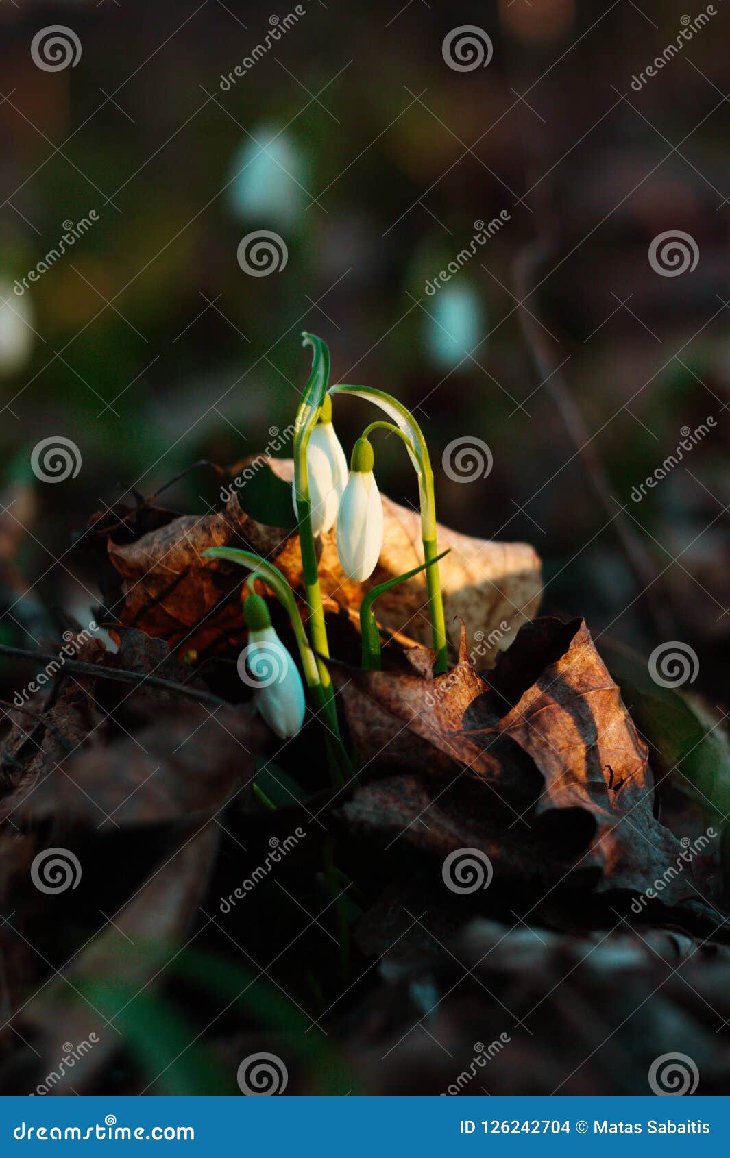 Snowdrop covered with leaf stock photo. Image of flower - 126242704