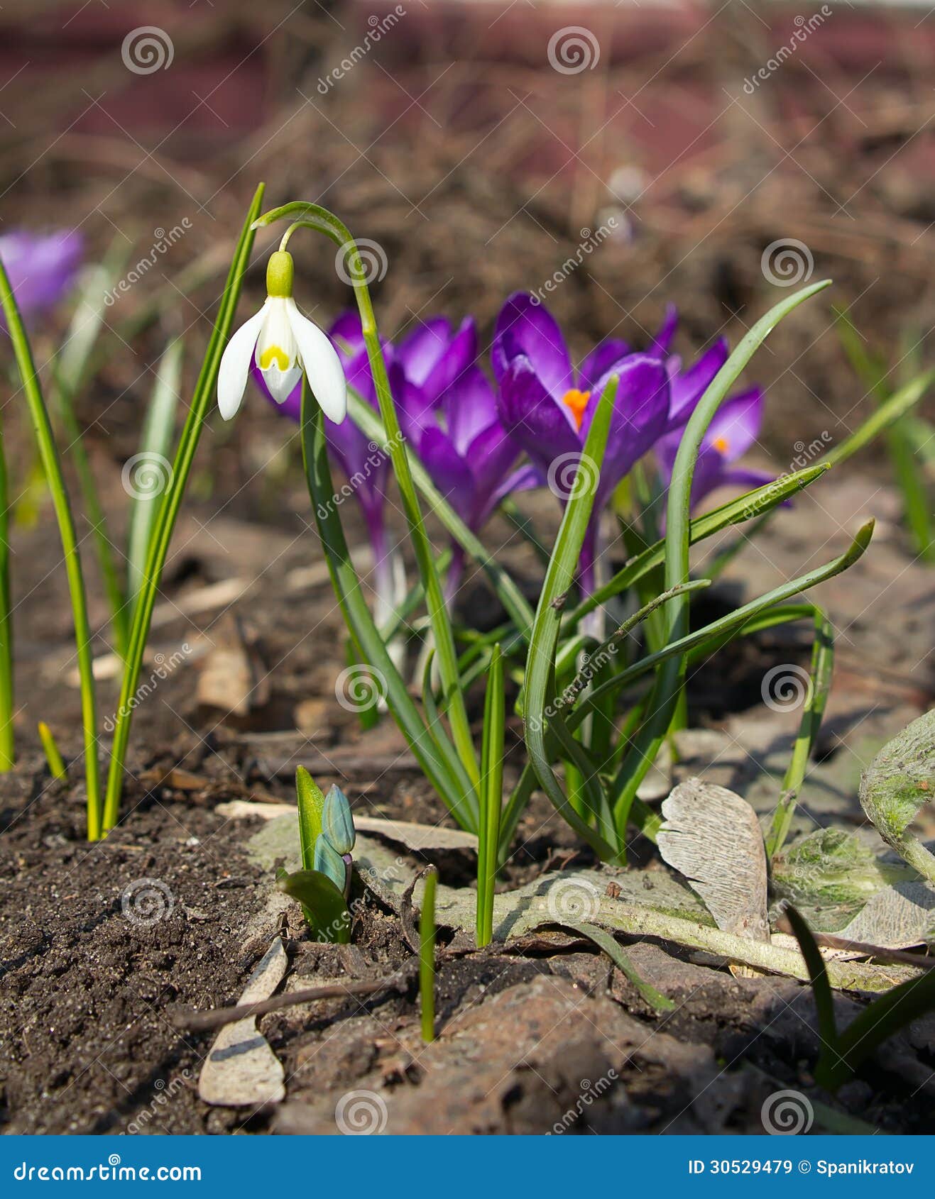 Snowdrop and Crocus stock image. Image of floral, flora - 30529479