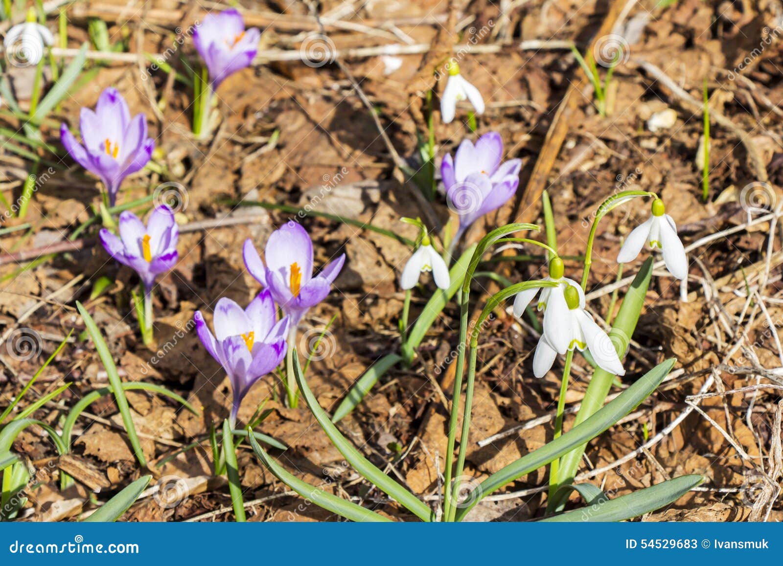 Snowdrop and Crocuses stock image. Image of plant, stem - 54529683