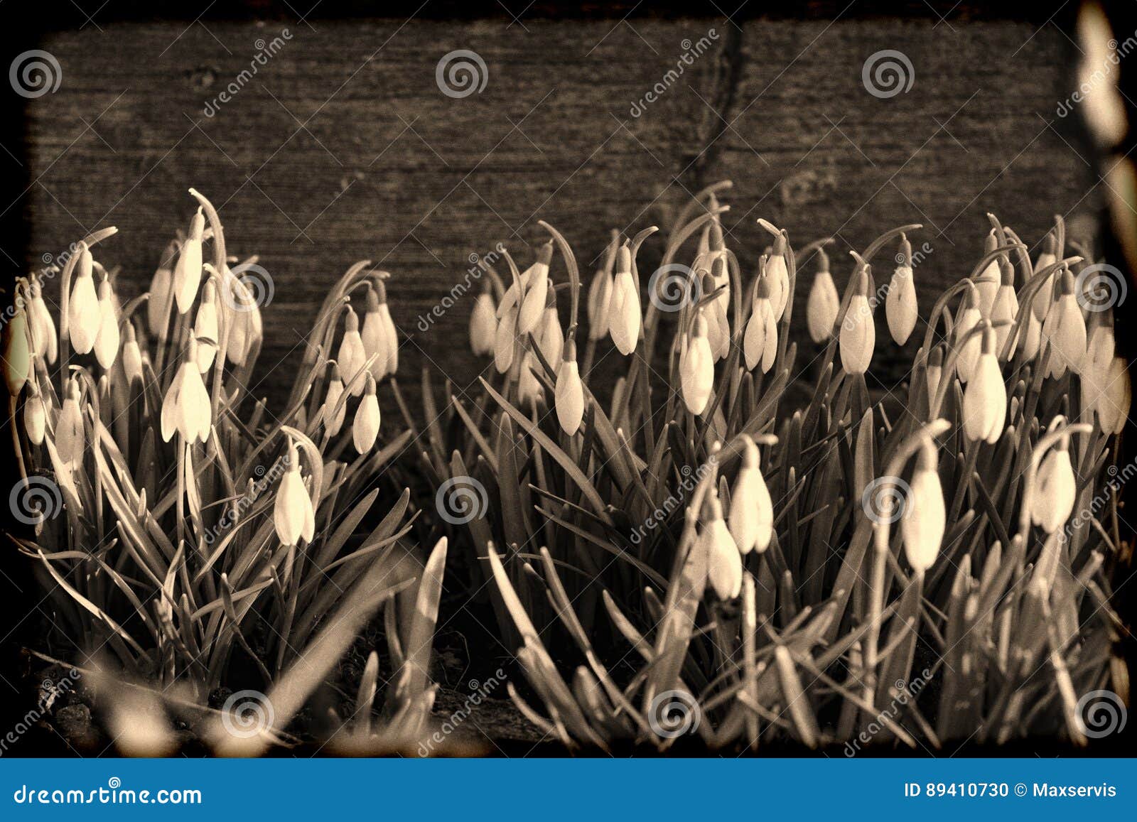 Snowdrop stock photo. Image of green, snowdrops, flowers - 89410730