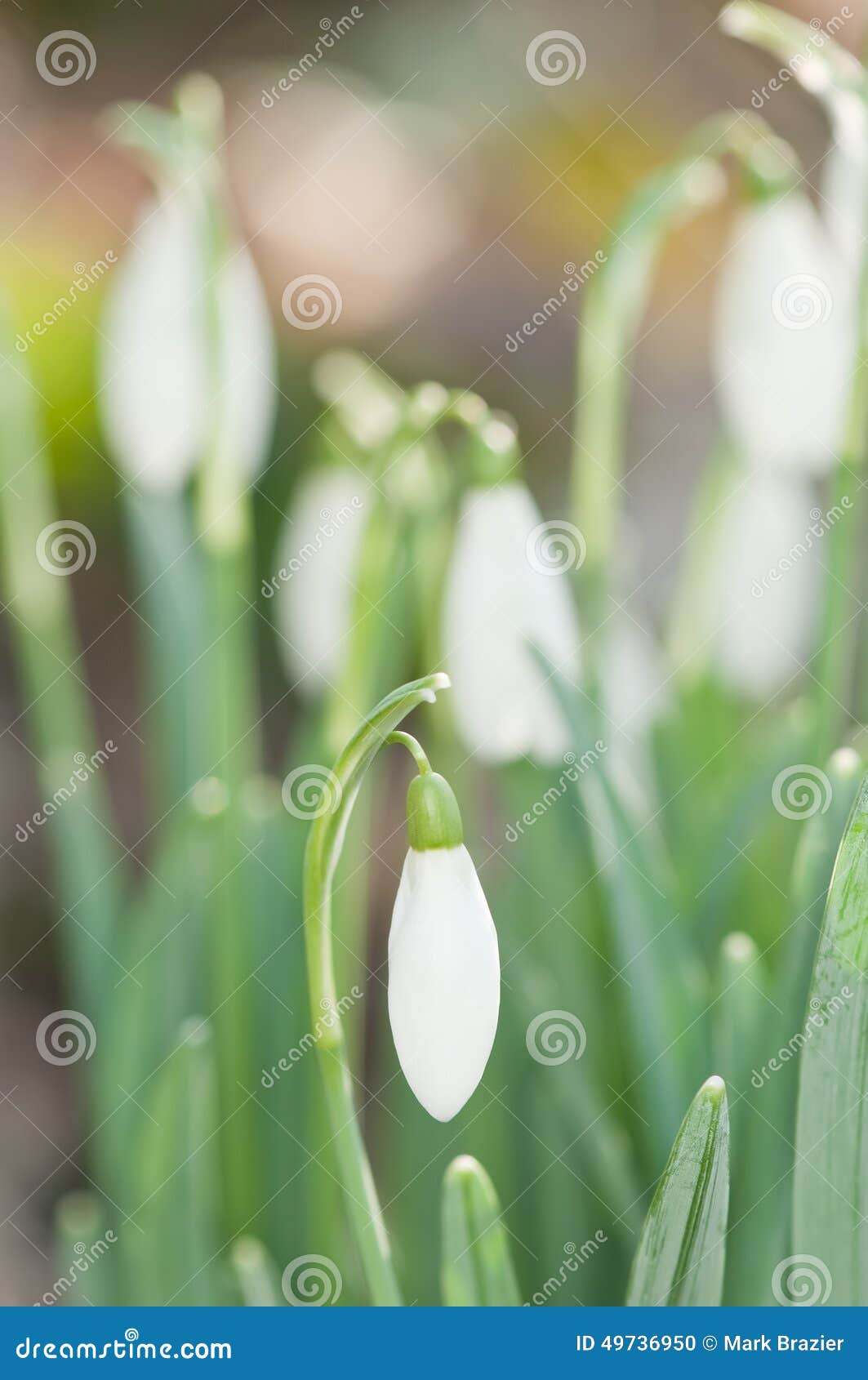 Snowdrop Field in Forest Sunshine Stock Photo - Image of freshness ...