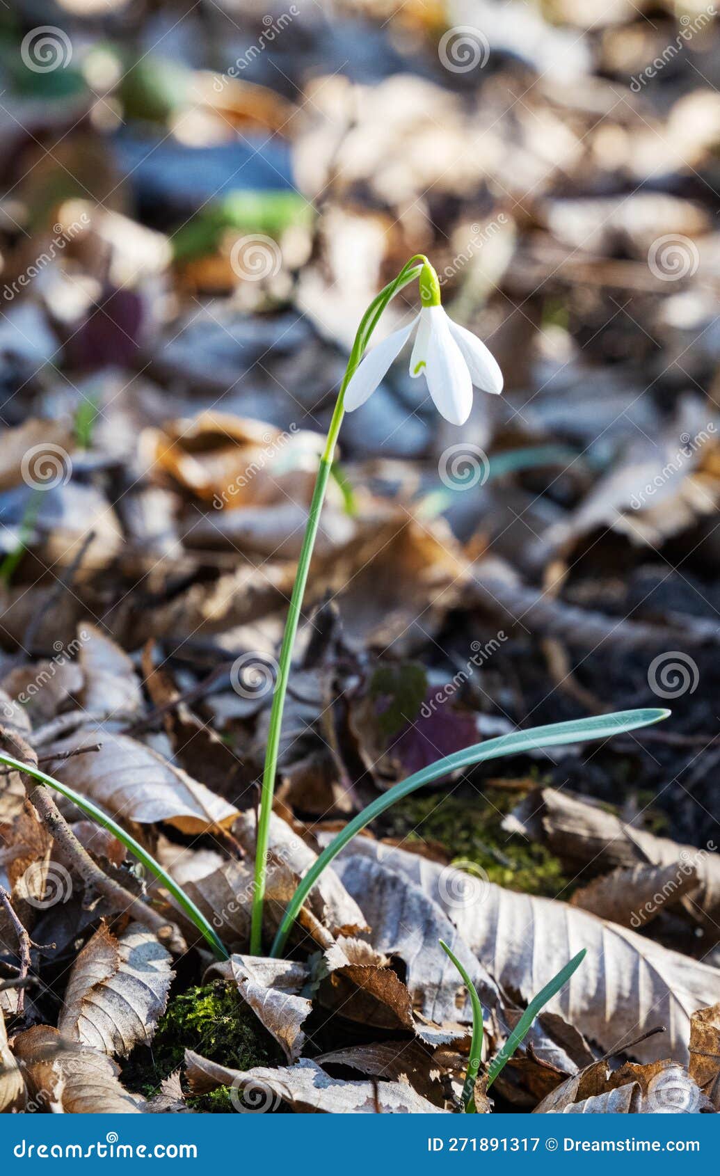 Snowdrop - First Spring Flower in the Forest Stock Image - Image of ...