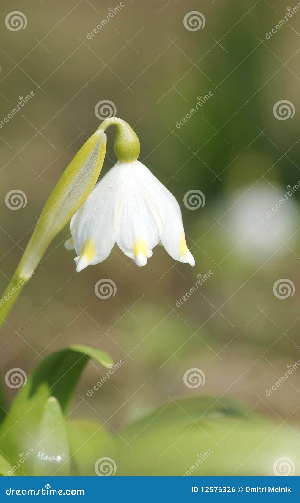 Snowdrop flower stock photo. Image of stalk, stem, snowdrop - 12576326
