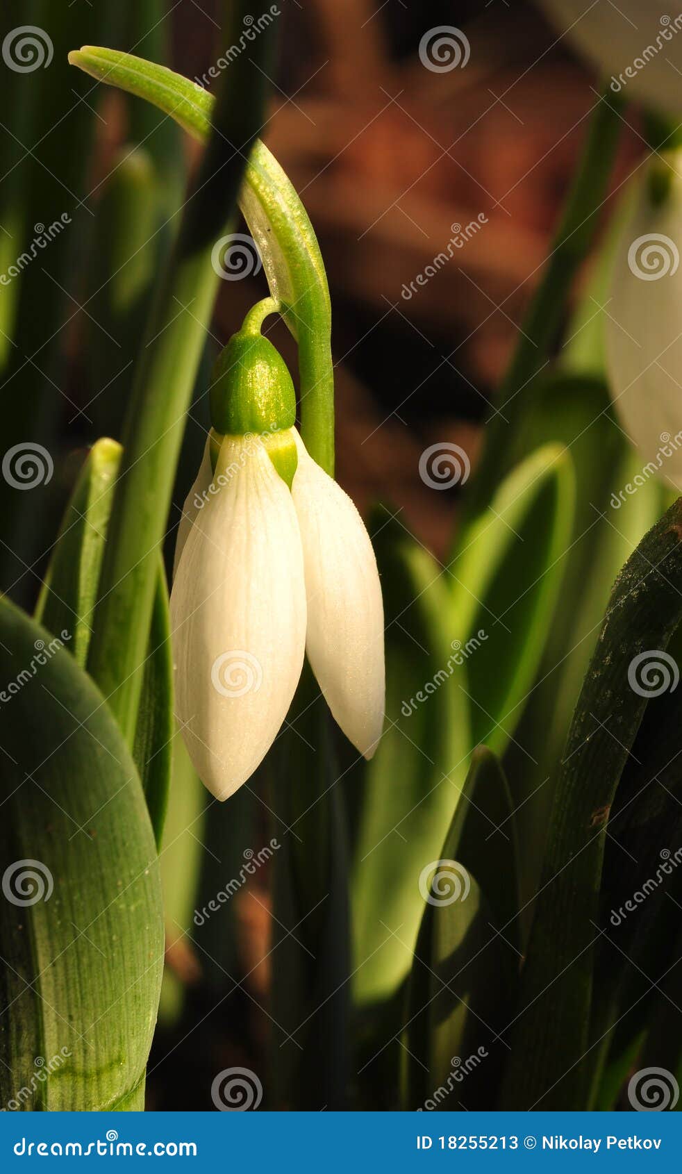 Snowdrop flower stock image. Image of petal, leaf, macro - 18255213