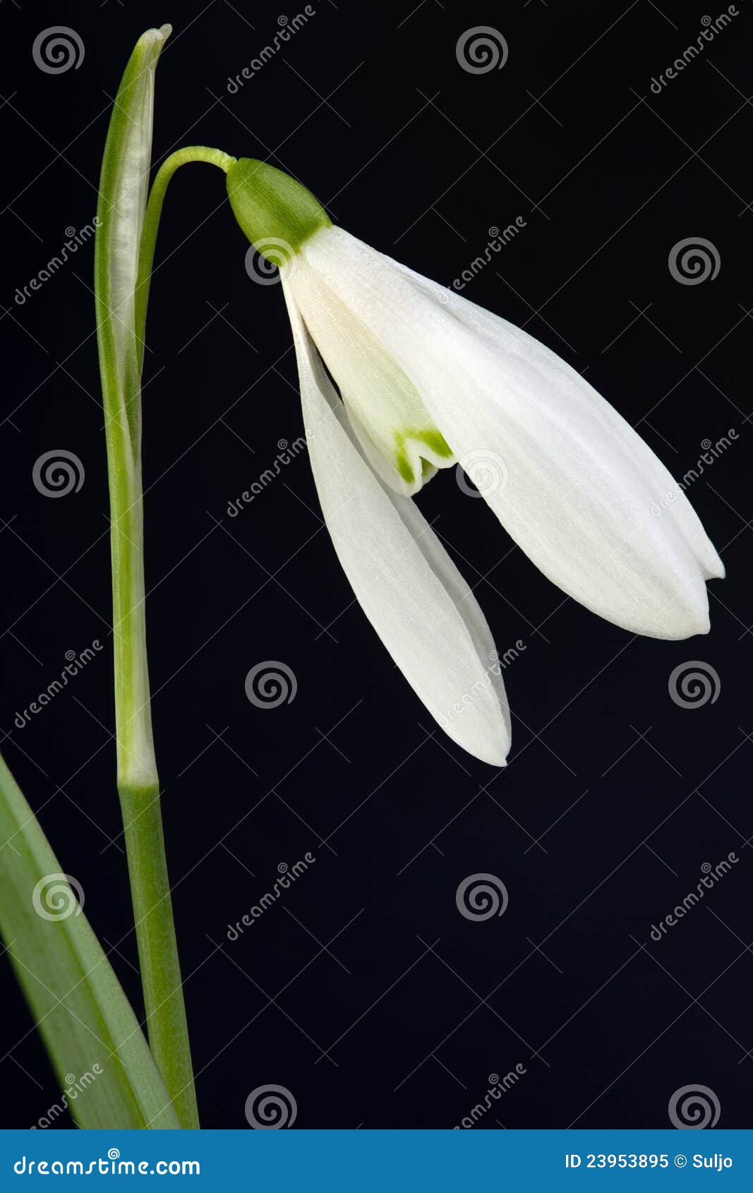 Snowdrop flower stock image. Image of beginnings, botanical - 23953895