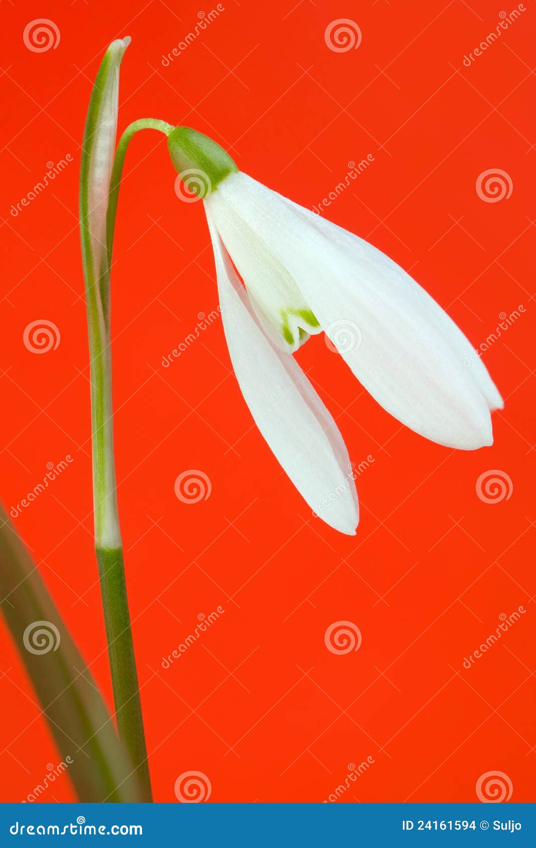 Snowdrop flower stock photo. Image of botanical, beautiful - 24161594