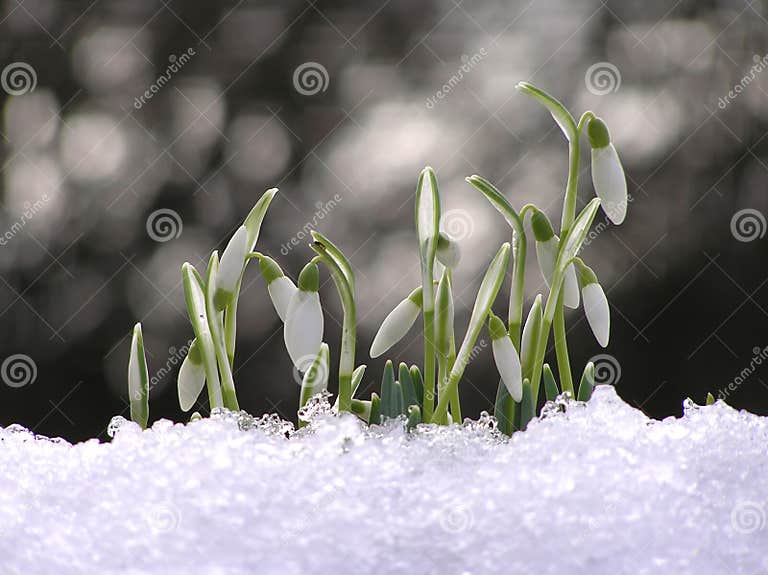 Snowdrop flower stock image. Image of macro, blurred, outdoor - 503667
