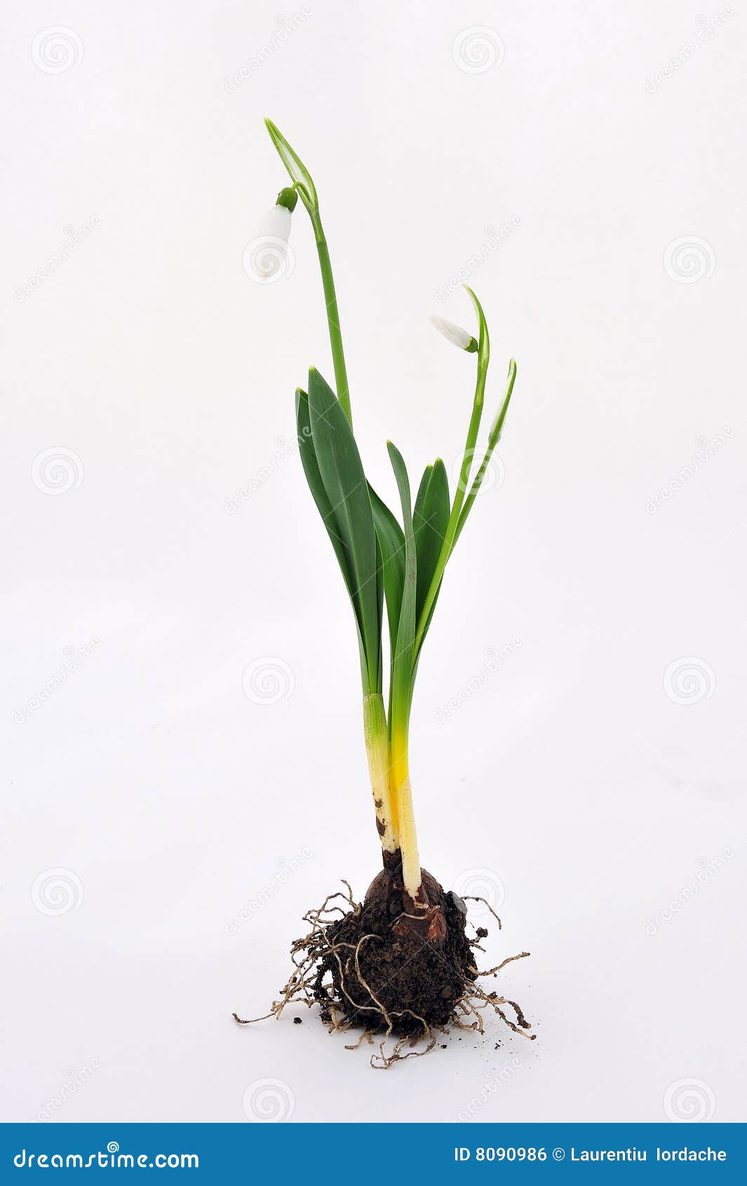 Snowdrop flower stock photo. Image of nivalis, flower - 8090986