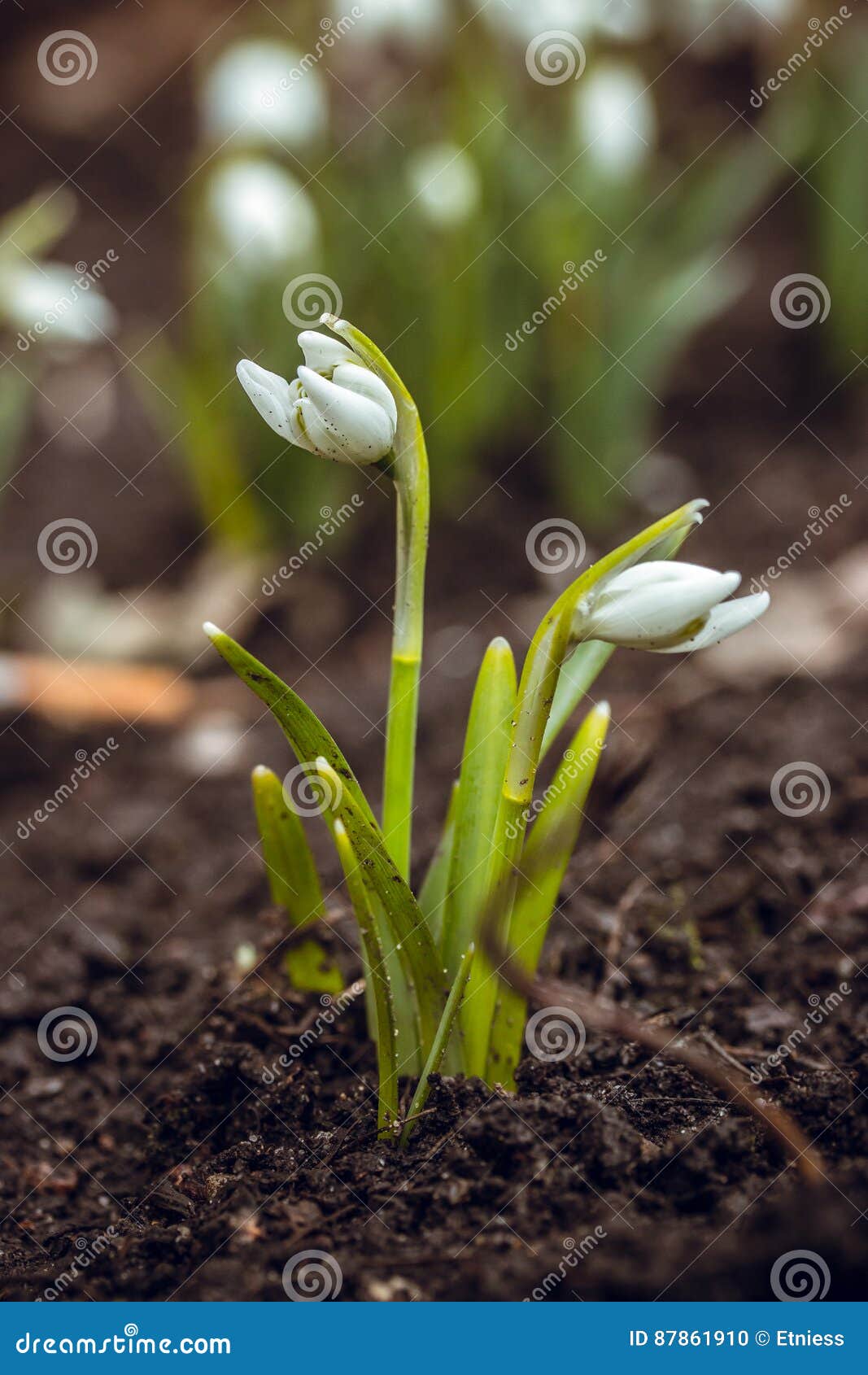 Snowdrop stock photo. Image of soil, blossom, light, rain - 87861910