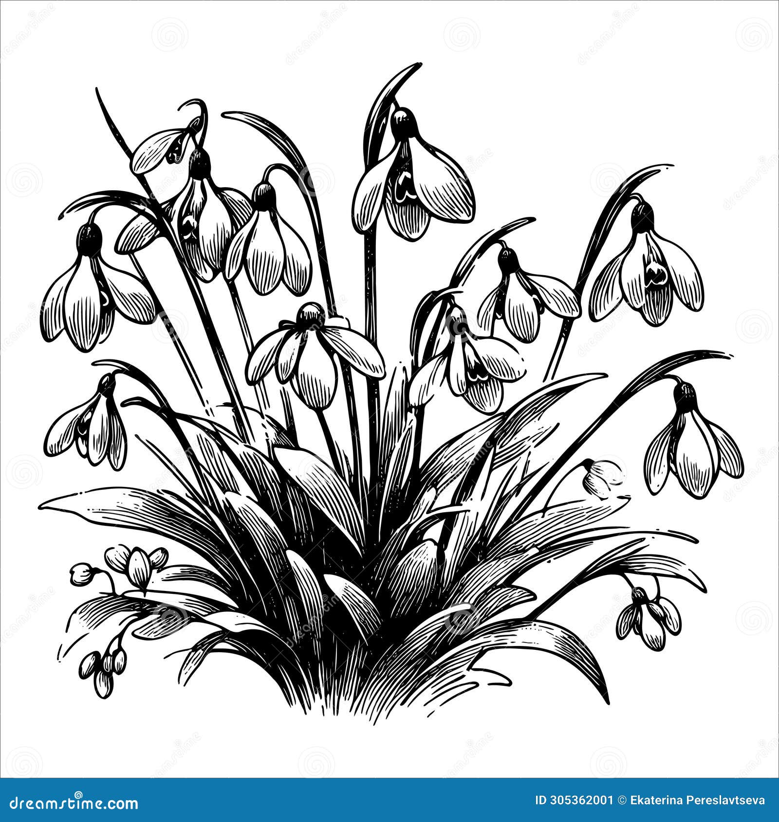 Snowdrop Flower Black White Isolated Sketch Illustration Vector Hand ...