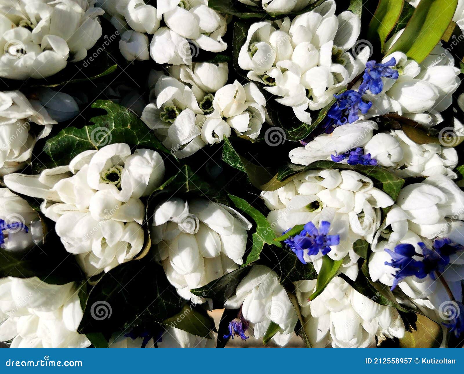 Snowdrop flower bouquets stock image. Image of blossom - 212558957
