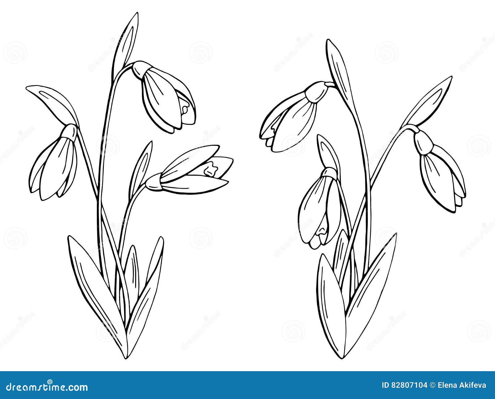 Snowdrop Flower Graphic Black White Isolated Sketch Illustration Stock ...
