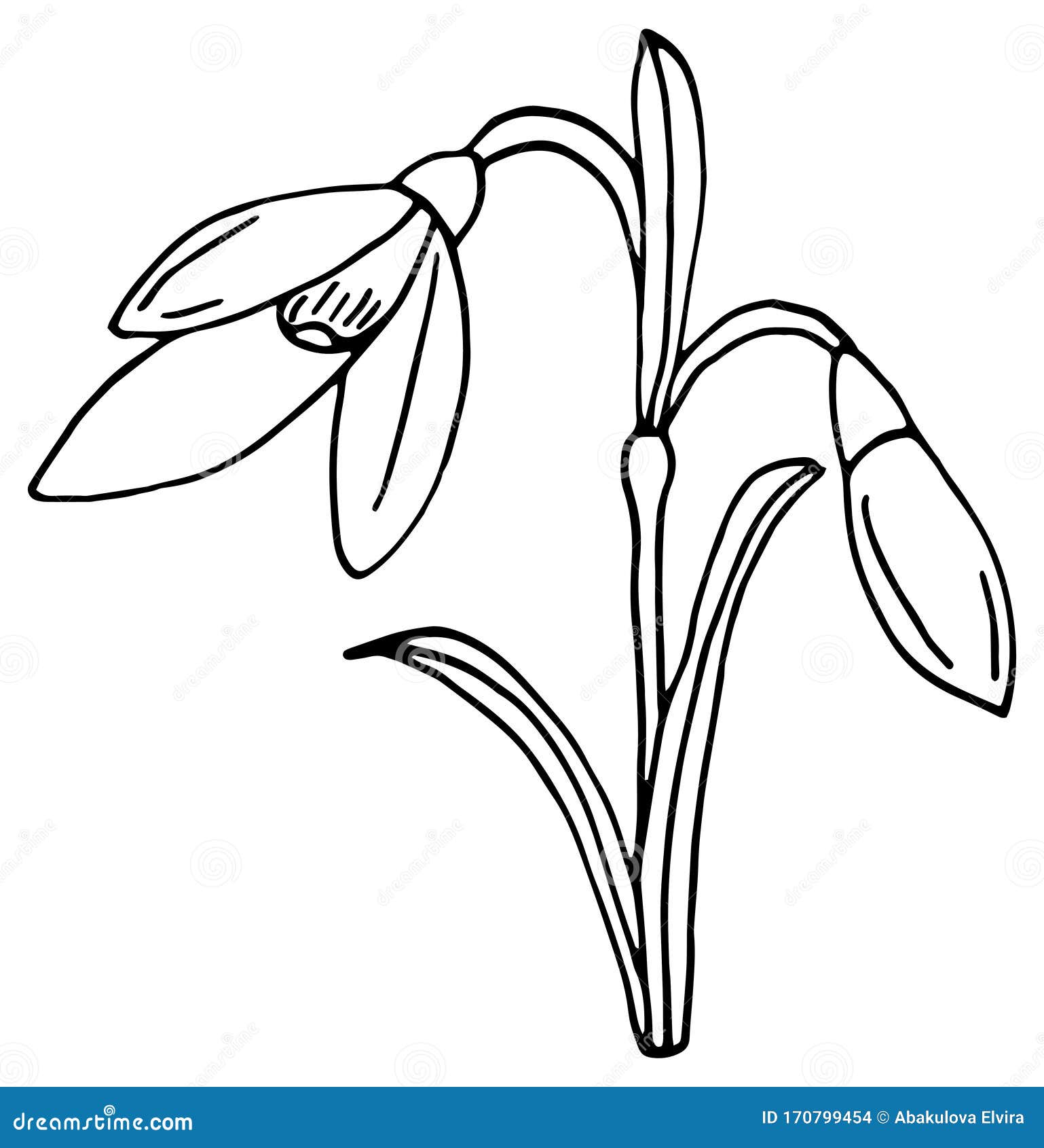 Snowdrop Flower Graphic Black White Isolated Sketch Stock Vector ... Snowdrop Flower Graphic Black White Isolated Sketch Stock Vector ...