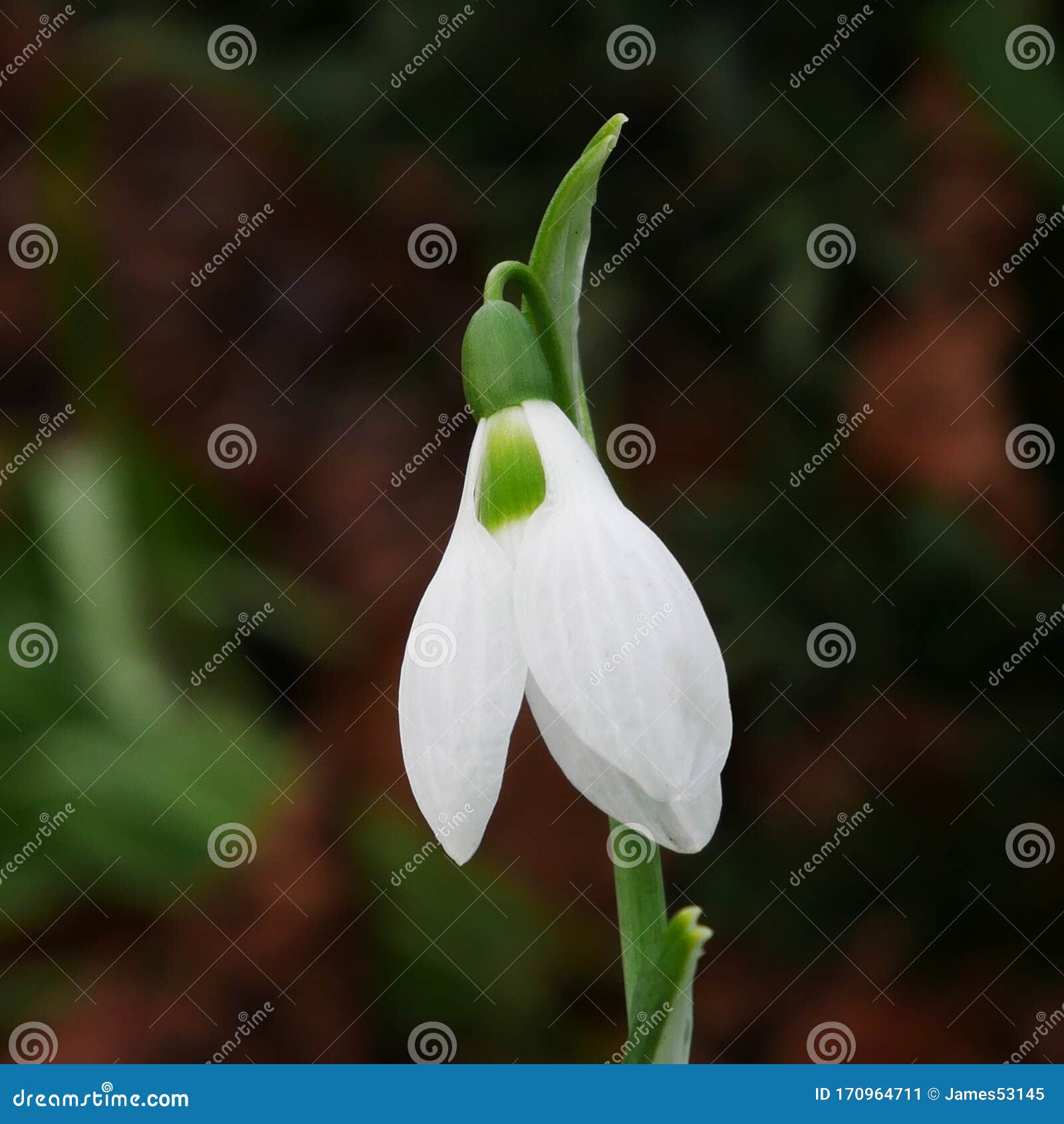 Snowdrop Flower on Green Stem Stock Image - Image of flower, snowdrop ...
