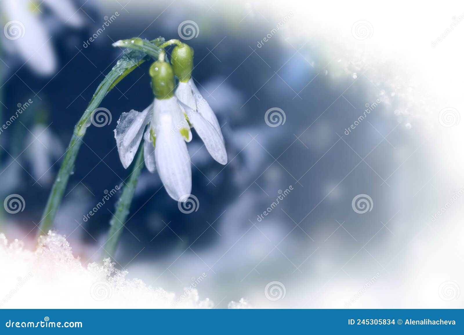 Snowdrop Flower Growing in Snow in Early Spring Forest Stock Photo ...
