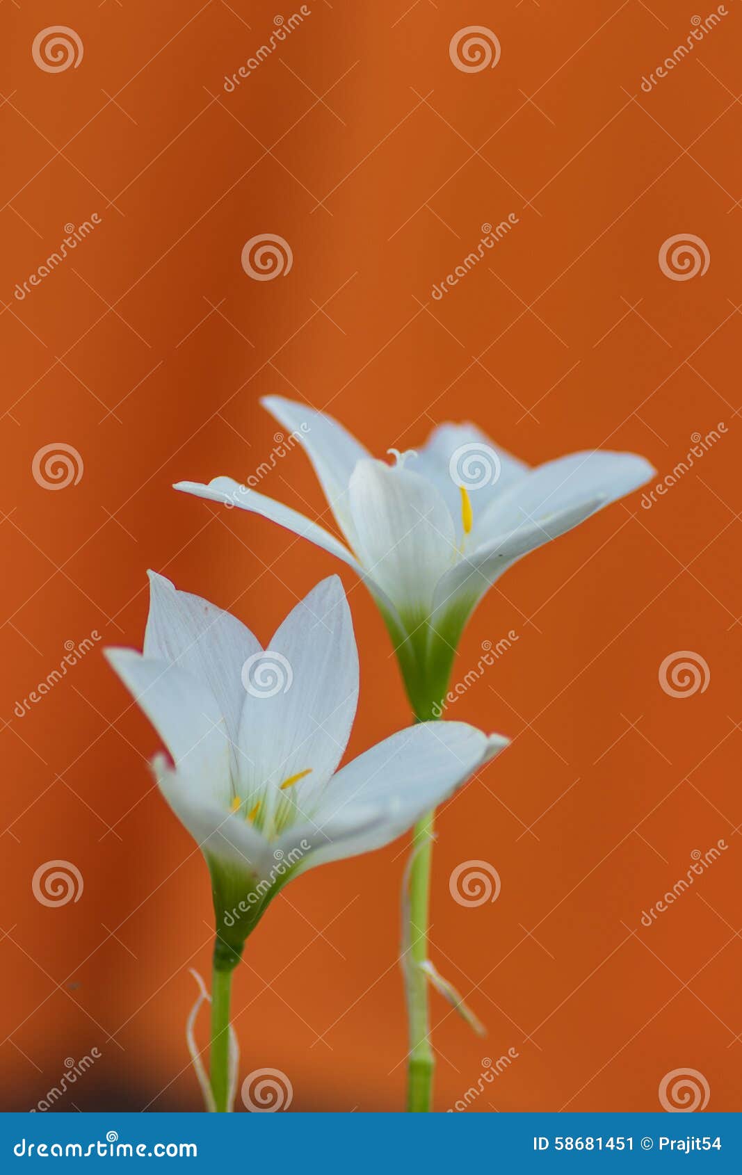 Snowdrop flower stock image. Image of botany, herald - 58681451