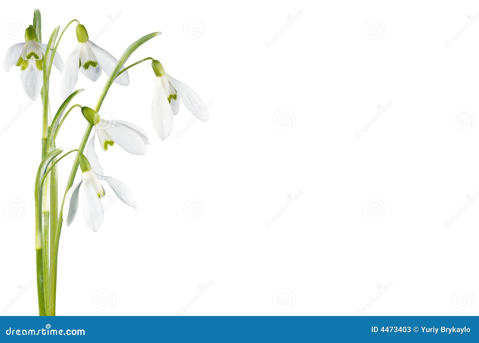 Snowdrop flower isolated stock image. Image of macro, snowdrop - 4473403