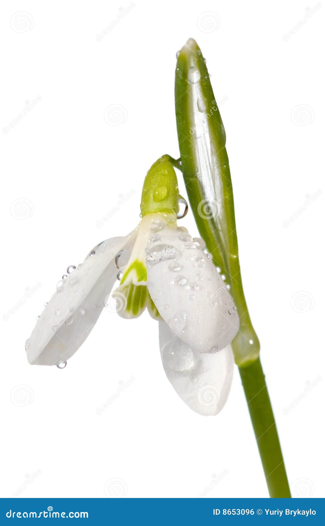 Snowdrop flower isolated stock photo. Image of close, color - 8653096
