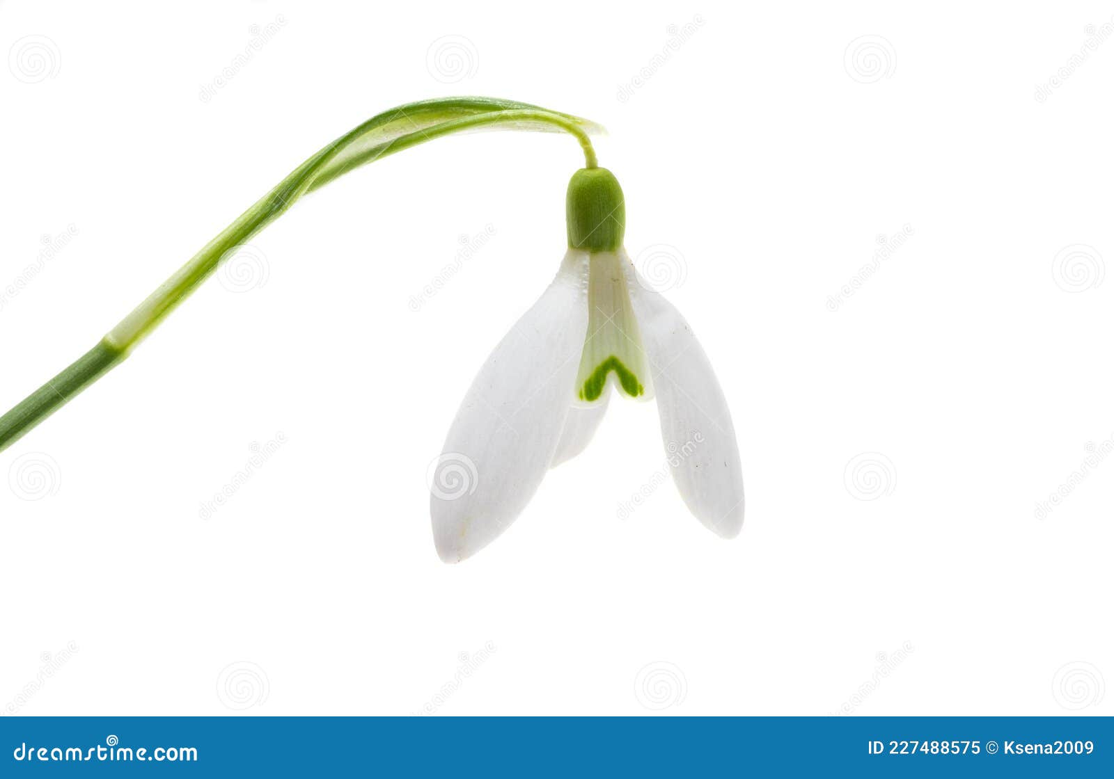 Snowdrop flower isolated stock image. Image of botany - 227488575
