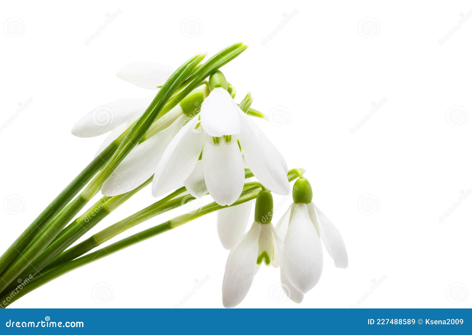 Snowdrop flower isolated stock image. Image of life - 227488589
