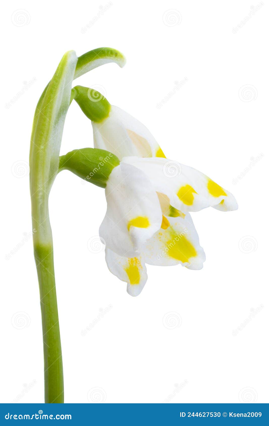 Snowdrop flower isolated stock photo. Image of background - 244627530