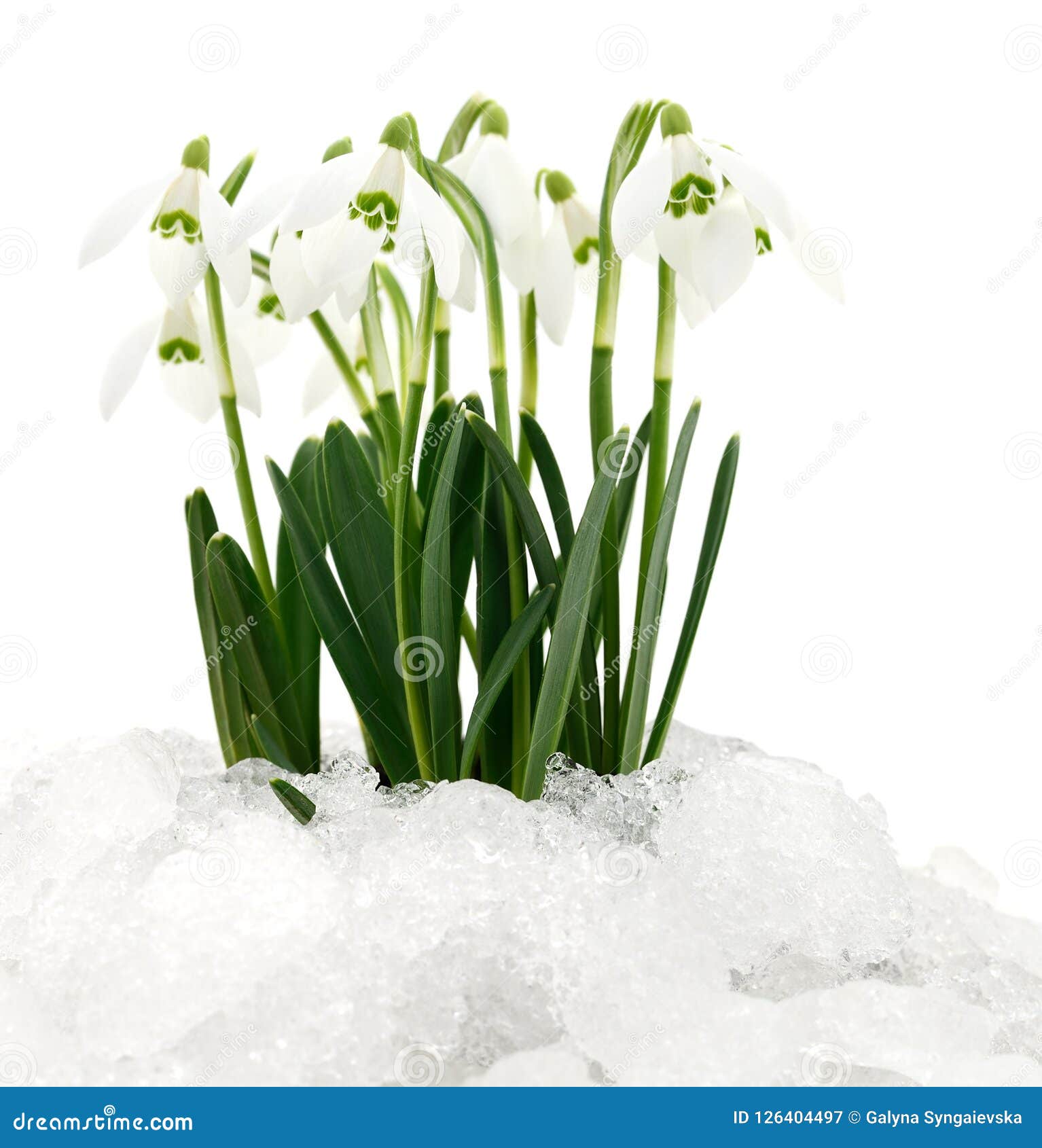 Snowdrop Flower Isolated on White. Stock Image - Image of head, season ...