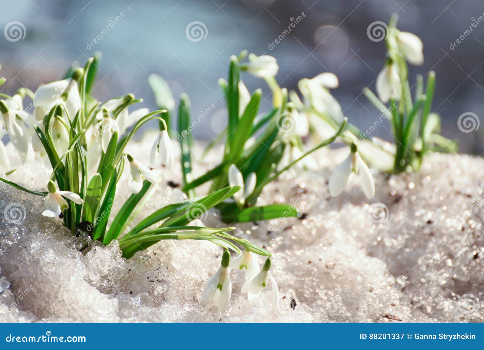Snowdrop Flower in Melting Snow Stock Image - Image of drops ...