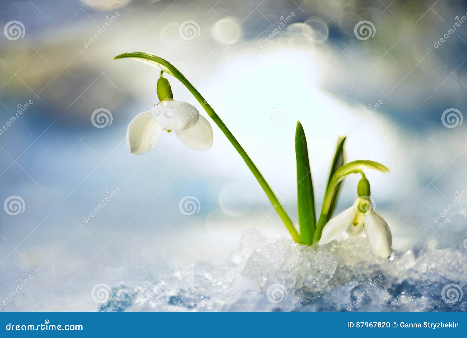 Snowdrop Flower in Melting Snow Stock Photo - Image of drops, snowdrop ...