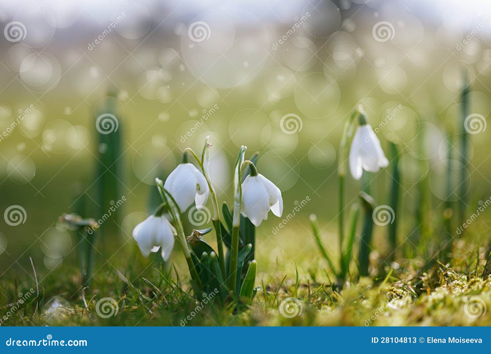 Snowdrop Flower in Nature with Dew Drops Stock Image - Image of blossom ...